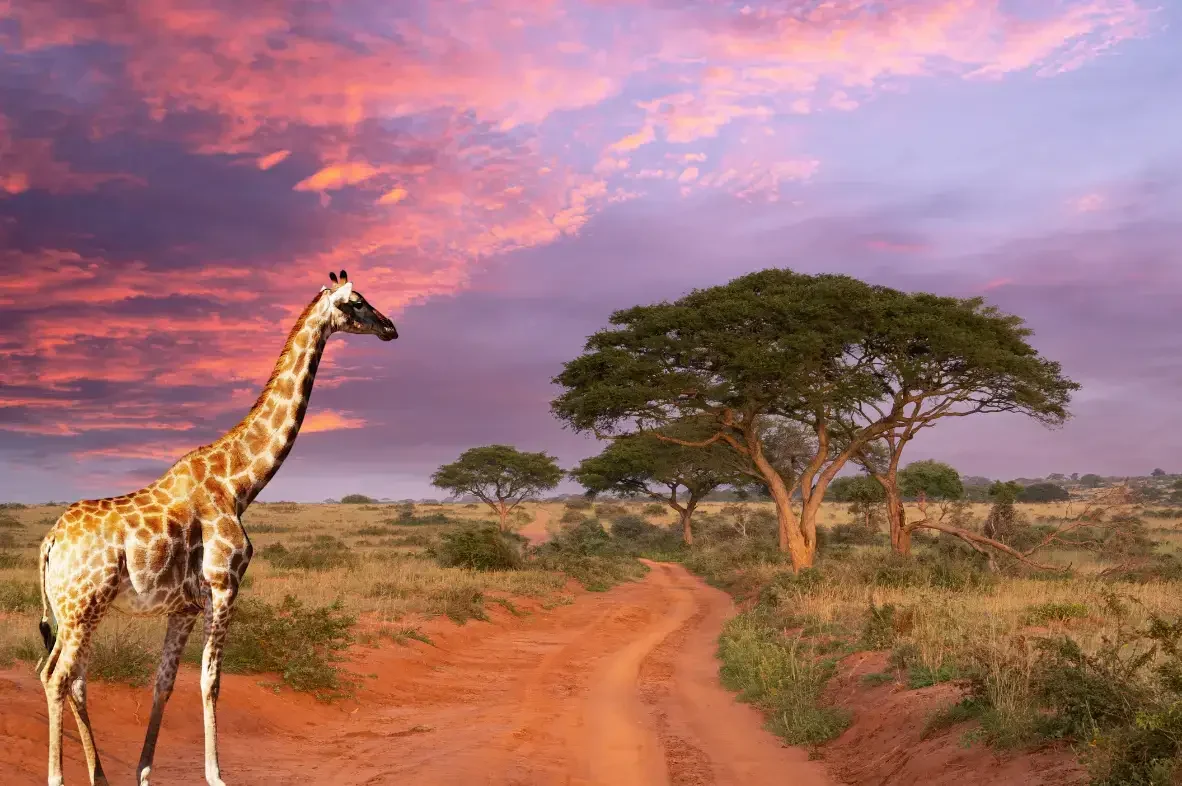 Cash & ATMs in Peru: Fees, limits, currency, and cards on travels